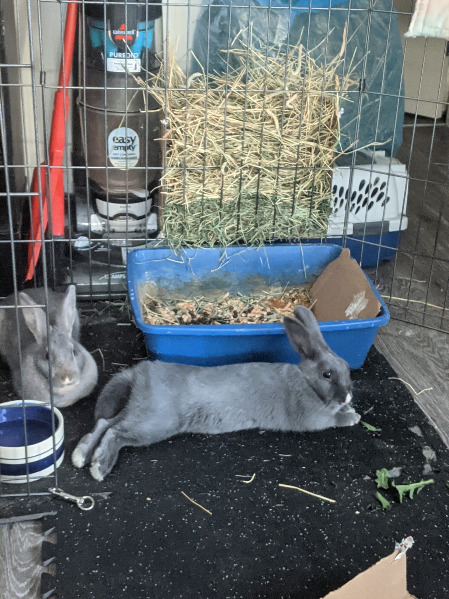 Female | Vancouver Rabbit Rescue & Advocacy
